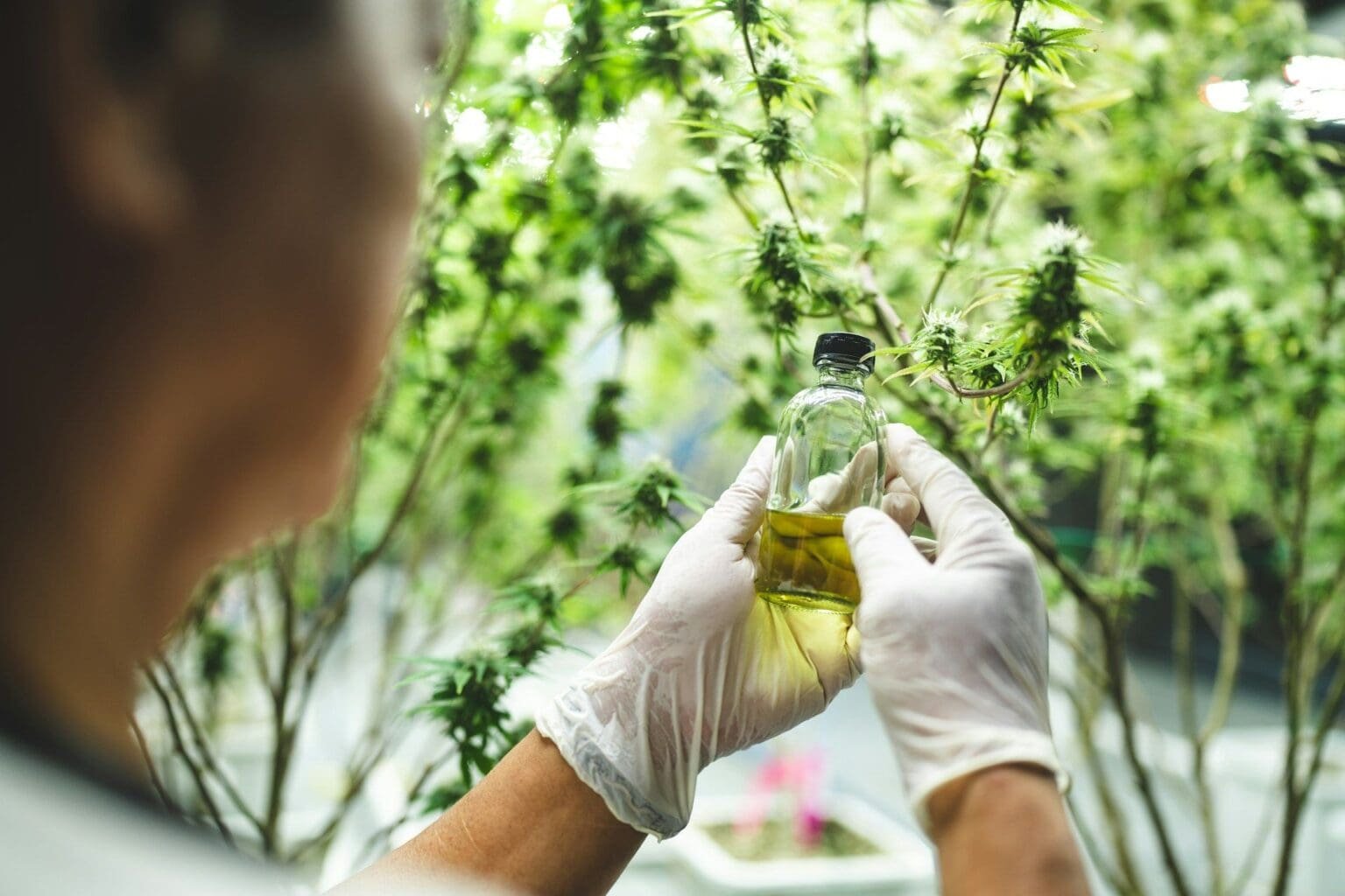 What Is A High Level Of Delta-9 THC In Blood - Modern CBD & Wellness