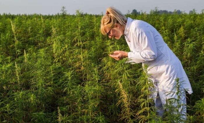 What Is A High Level Of Delta-9 THC In Blood - Modern CBD & Wellness